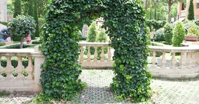 Step-by-Step Guide: Building a Garden Arch with DIY Ideas
