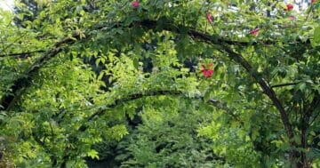 Step-by-Step Guide: Building a Garden Arch with DIY Ideas