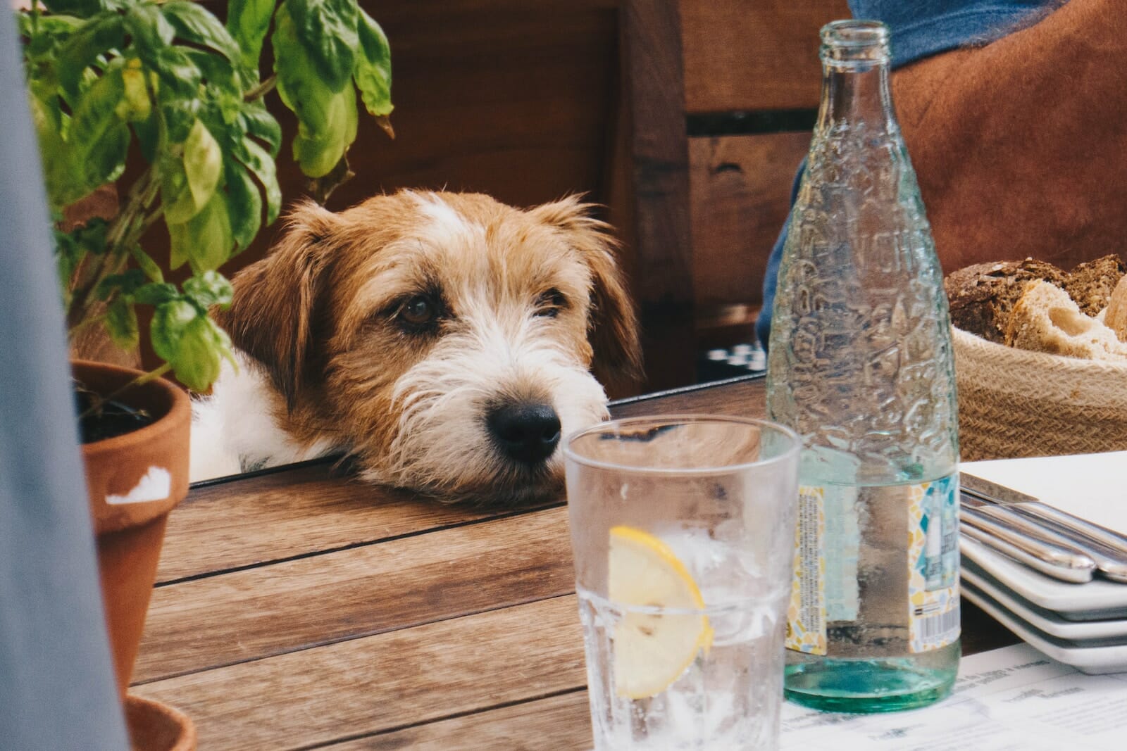 Check Out These Dog-Friendly Cafes in Australia