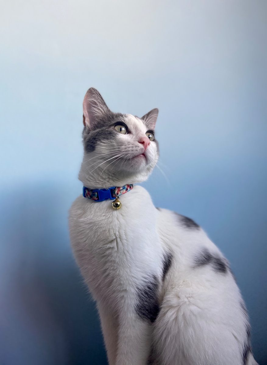 Market Premium Luxury Cat Accessories: Strategies to Succeed